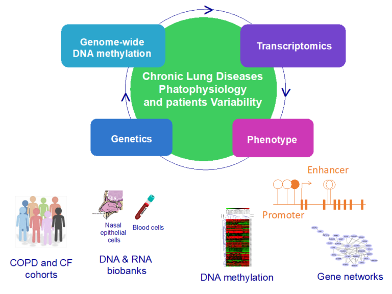 Epigenetics and Chronic Lung Diseases: COPD and Cystic Fibrosis – PhyMedExp