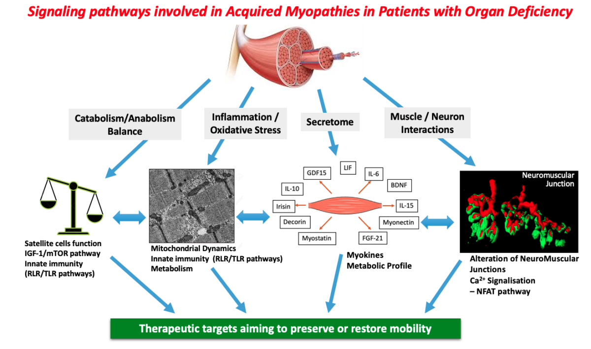 Molecular and cellular mechanisms of acquired myopathies in patients ...