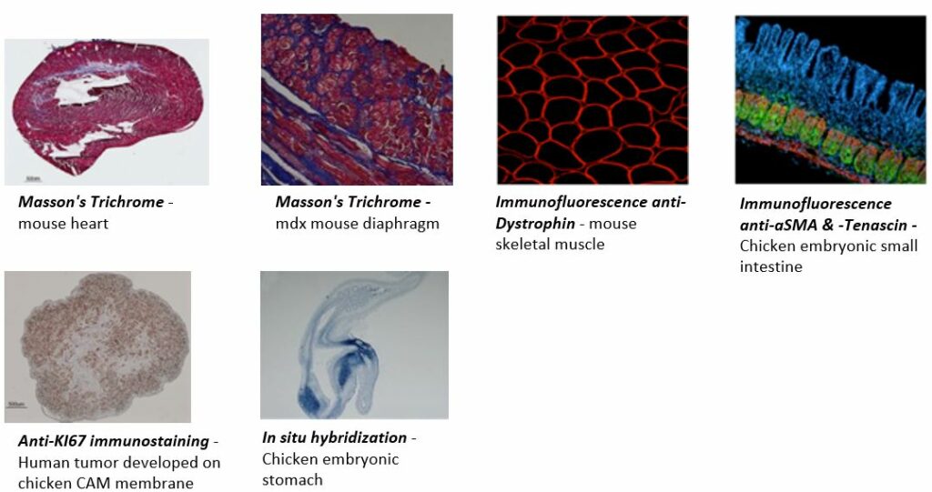 Histology platform – PhyMedExp